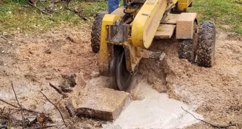 Stump Removal by Leo Garden Care | Lee County, FL